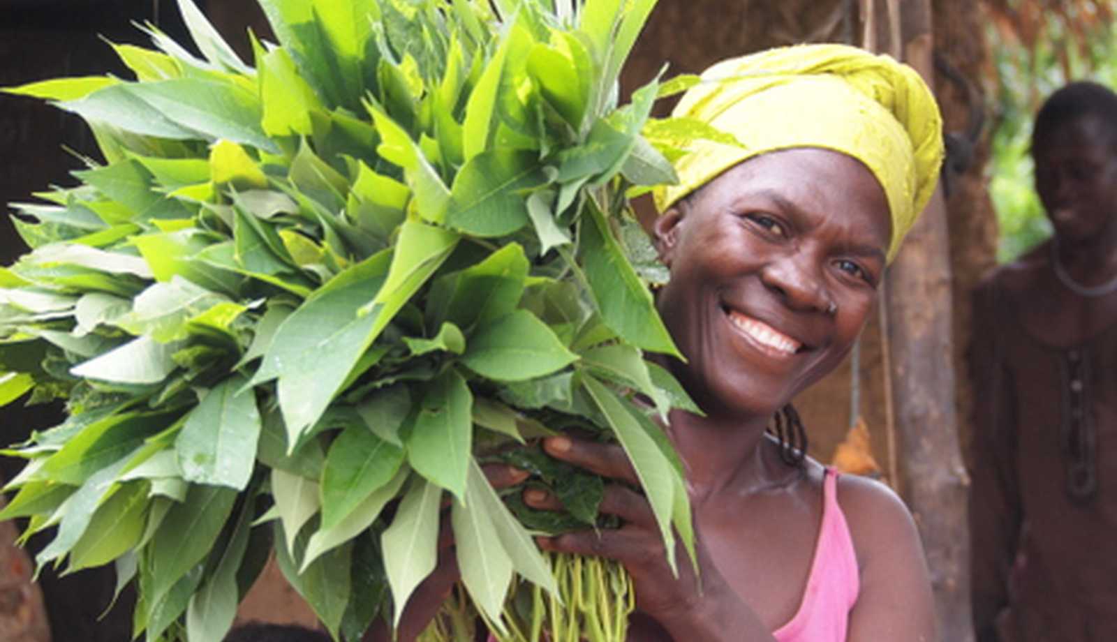 ICVCM approves three REDD+ methodologies | Climate Impact Partners