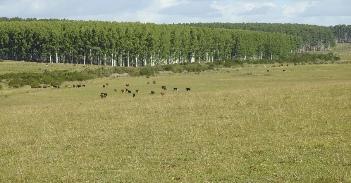 The Causes of Deforestation | Climate Impact Partners