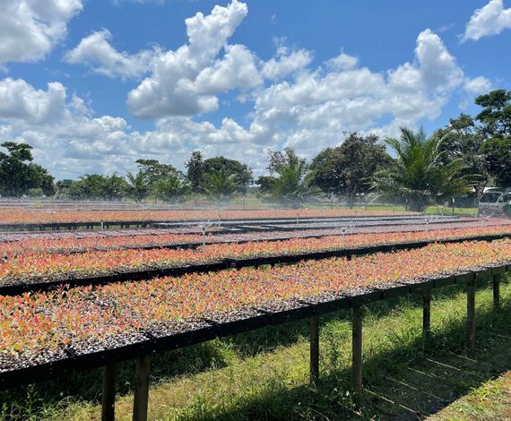 Making Real Change Possible | Climate Impact Partners